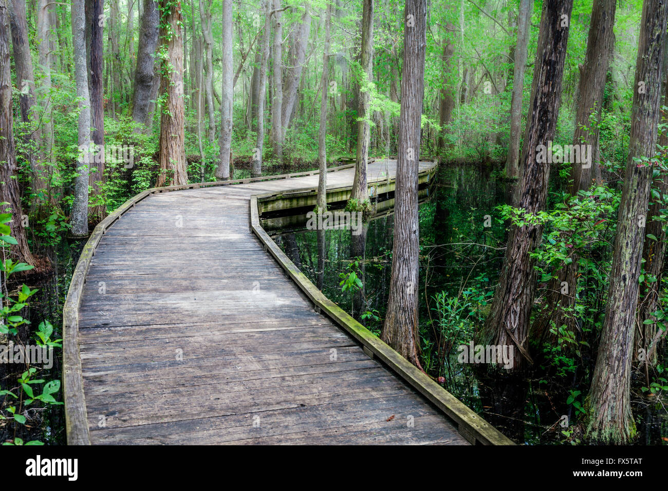 Swamp bog wetland boardwalk hi-res stock photography and images - Alamy