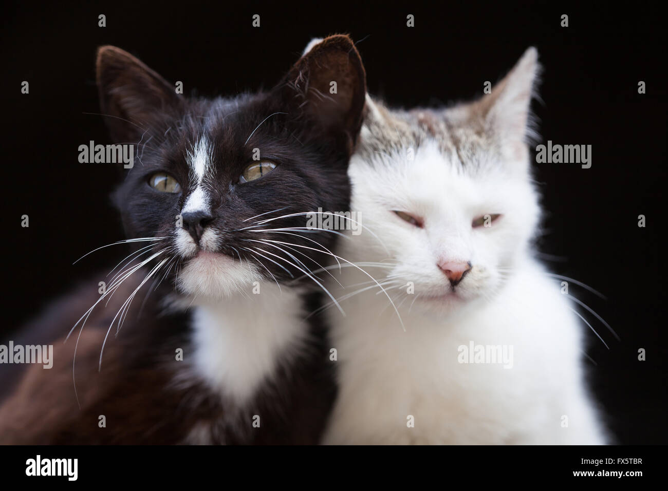 Black cat cute black cat hi-res stock photography and images - Alamy