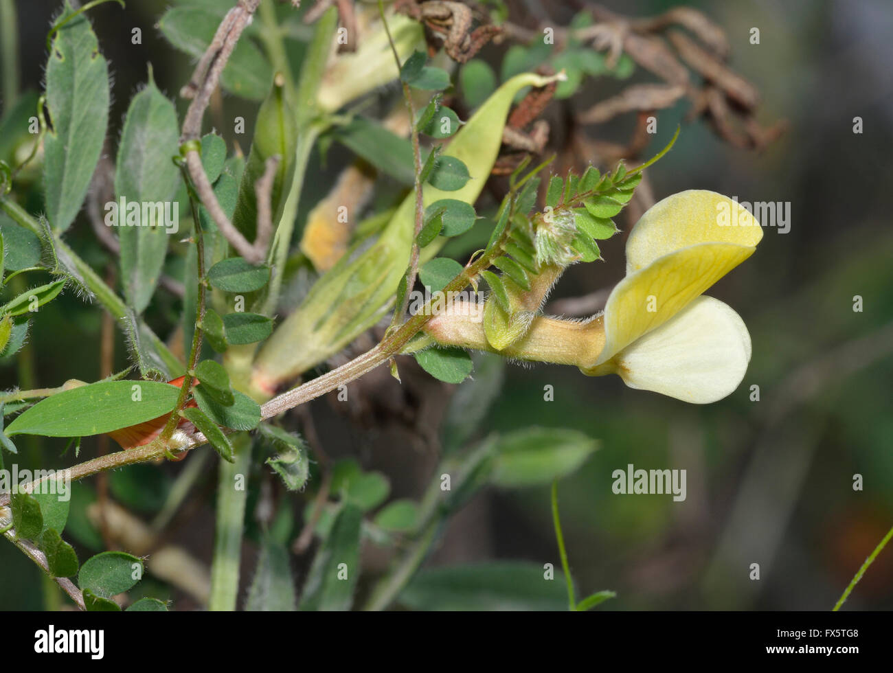 Hairy Yellow Vetch - Vicia hybrida Climbing Flower from Cyprus Stock ...