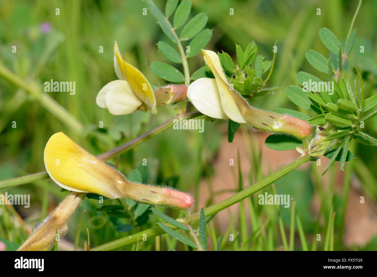 Hairy Yellow Vetch - Vicia hybrida Climbing Flower from Cyprus Stock ...