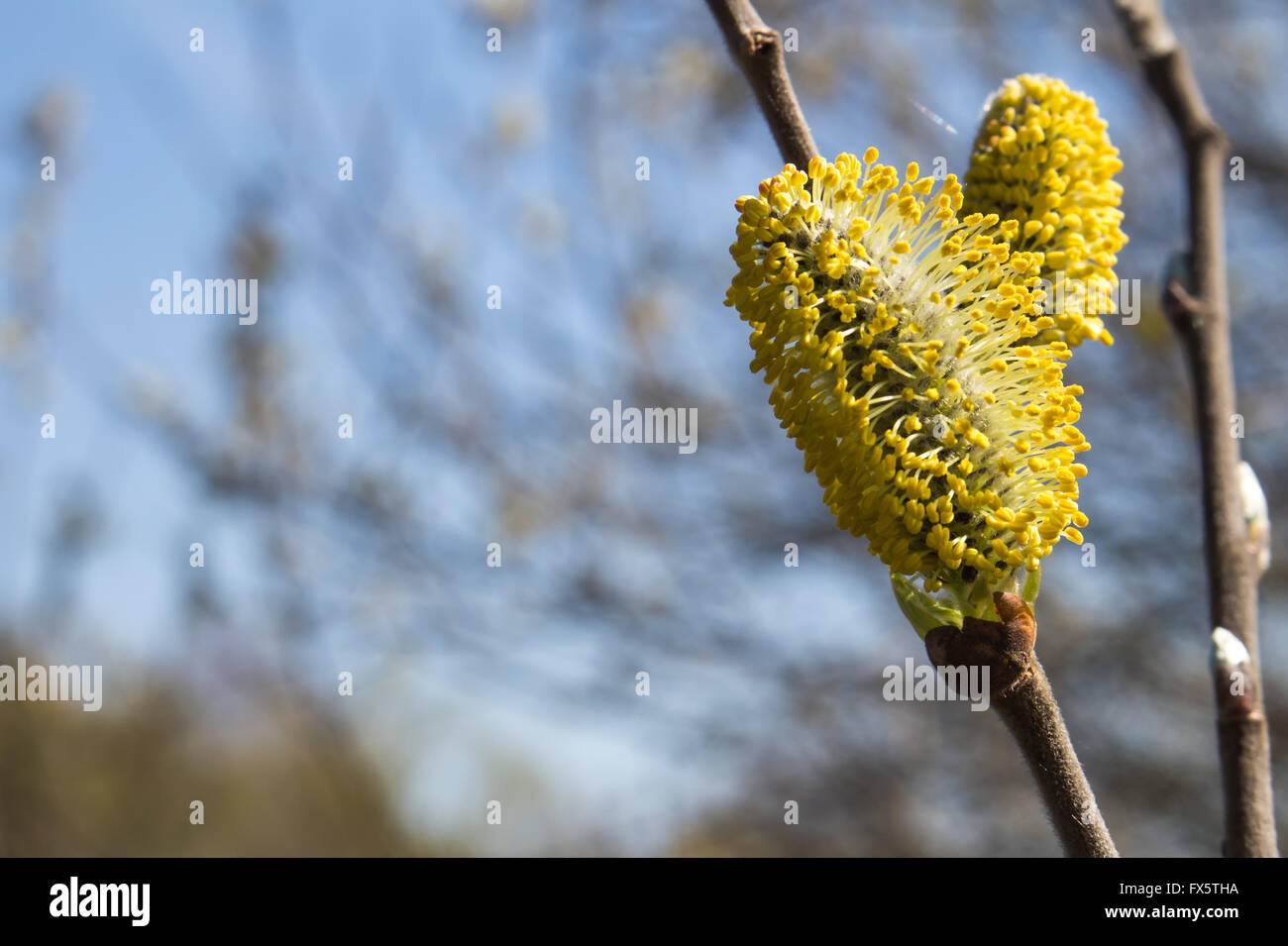 Yellow catkins in the early spring, with a twig still without leaves ...