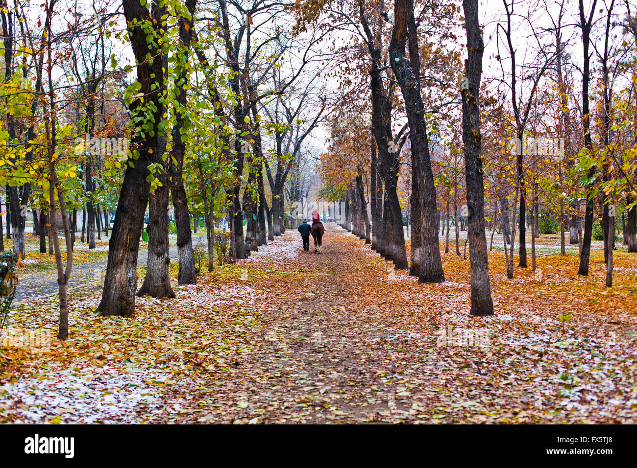 park landscape in autumn Stock Photo - Alamy