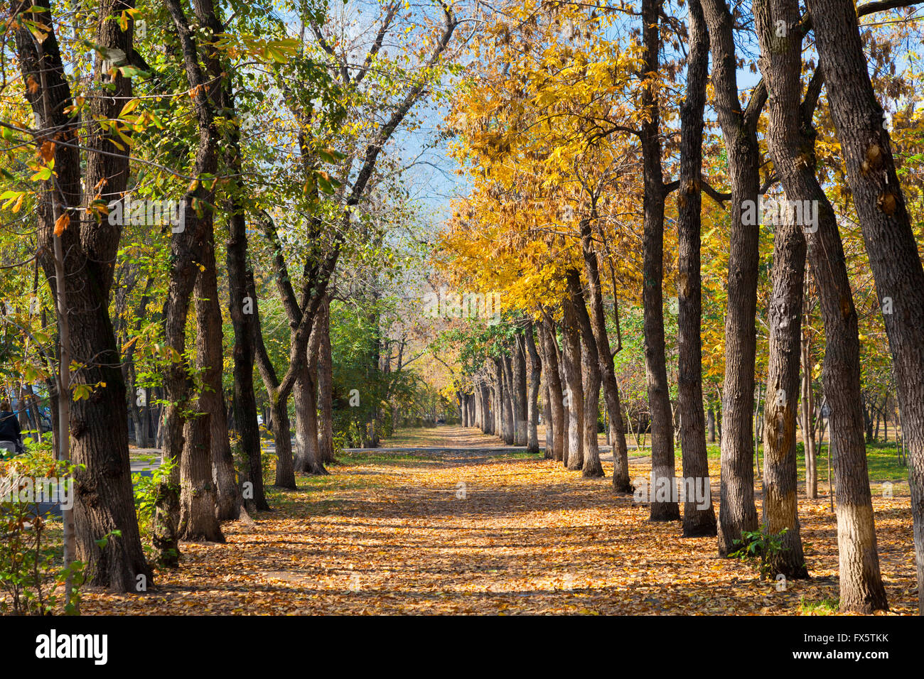 park landscape in autumn Stock Photo - Alamy