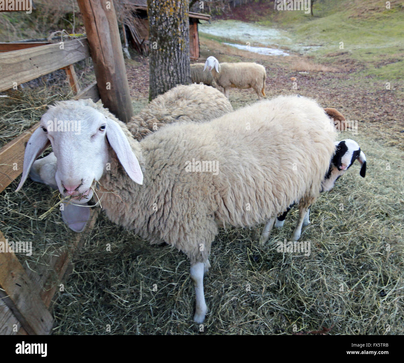 sheep and lambs eat in the manger of the farm in the mountains Stock ...