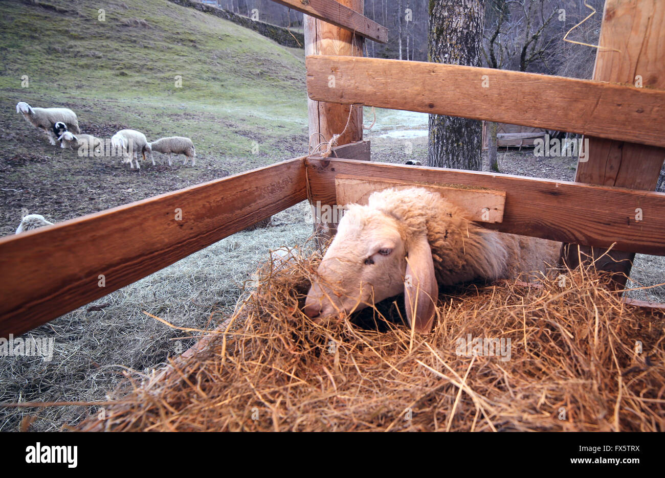 sheep eat in the manger of the farm in the mountains Stock Photo - Alamy