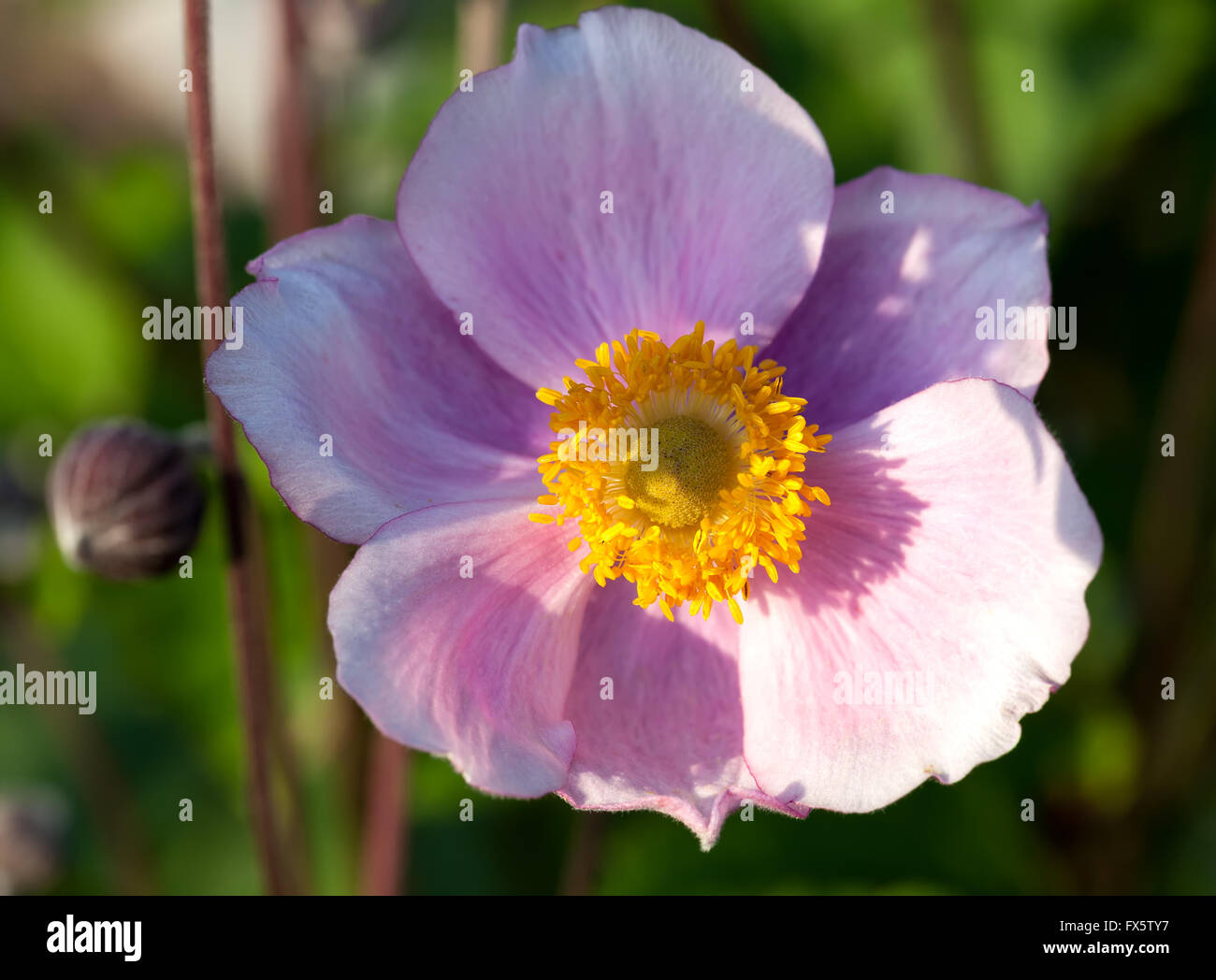 Family ranunculaceae hi-res stock photography and images - Alamy