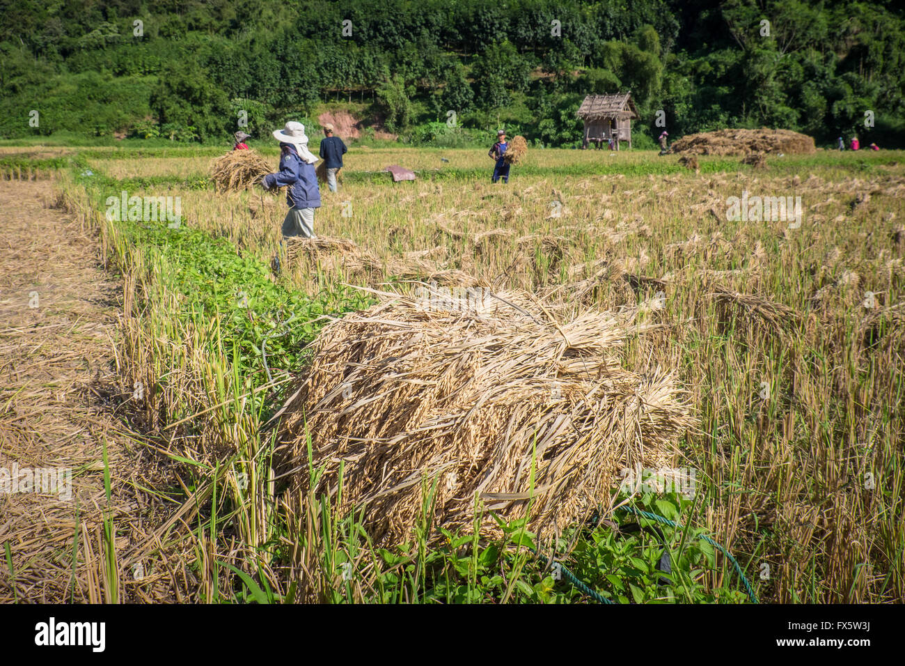 Laotian woman harvesting rice in paddy field hi-res stock photography ...