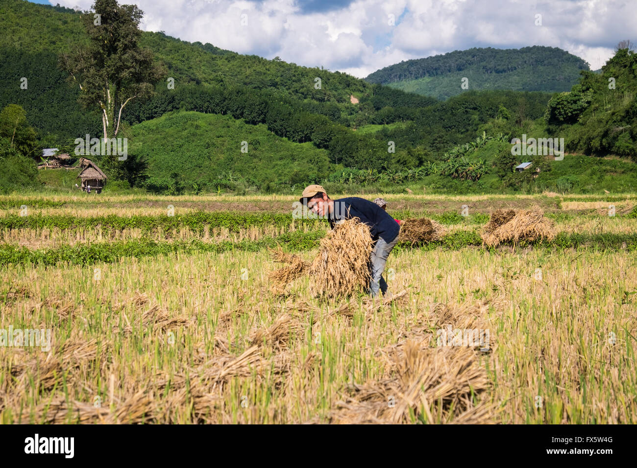 People harvesting rice in the hot afternoon sun near Luang Namtha, Laos ...