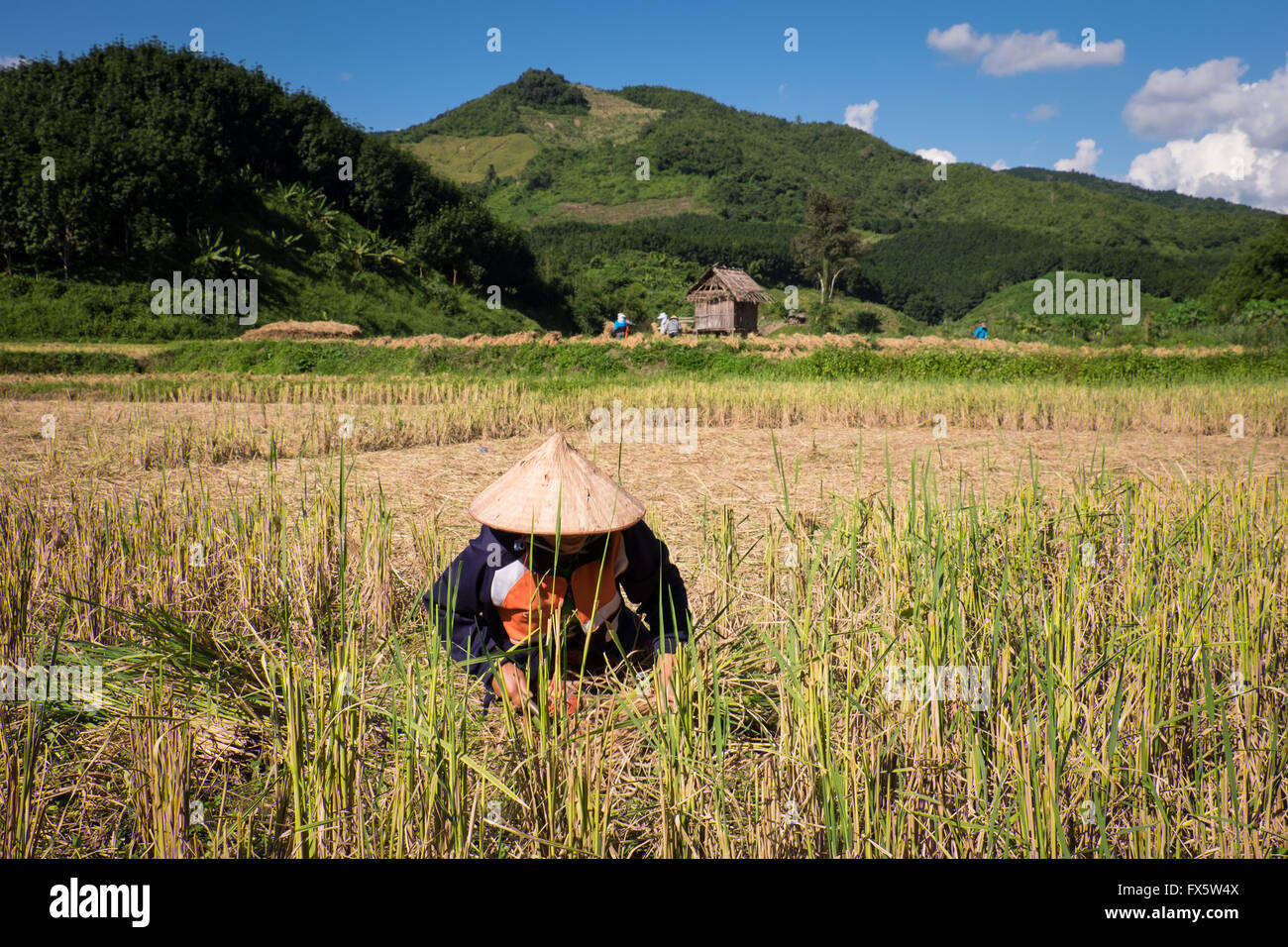 People harvesting rice in the hot afternoon sun near Luang Namtha, Laos ...