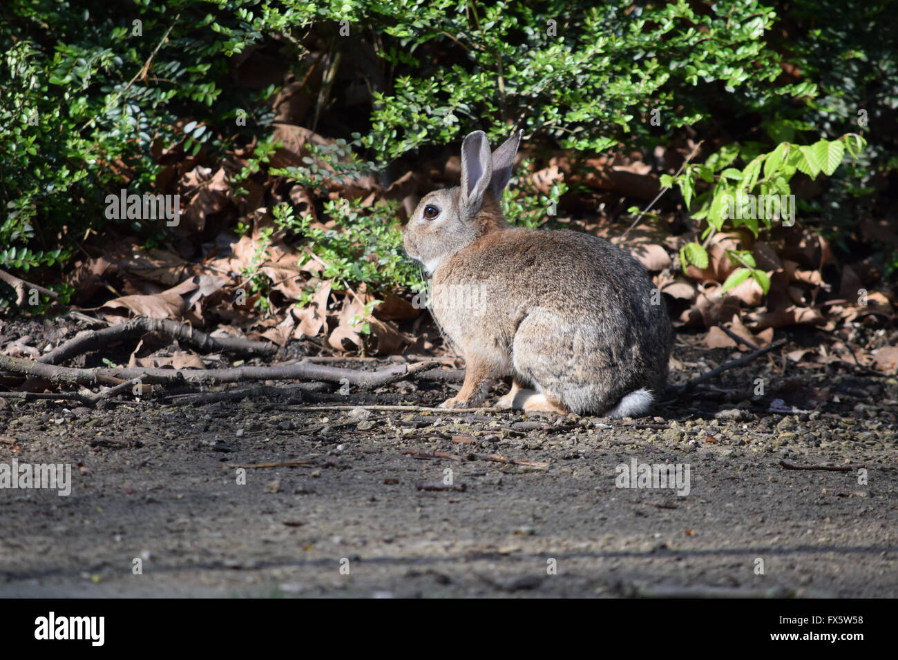 Rabbit sitting on the path Stock Photo - Alamy