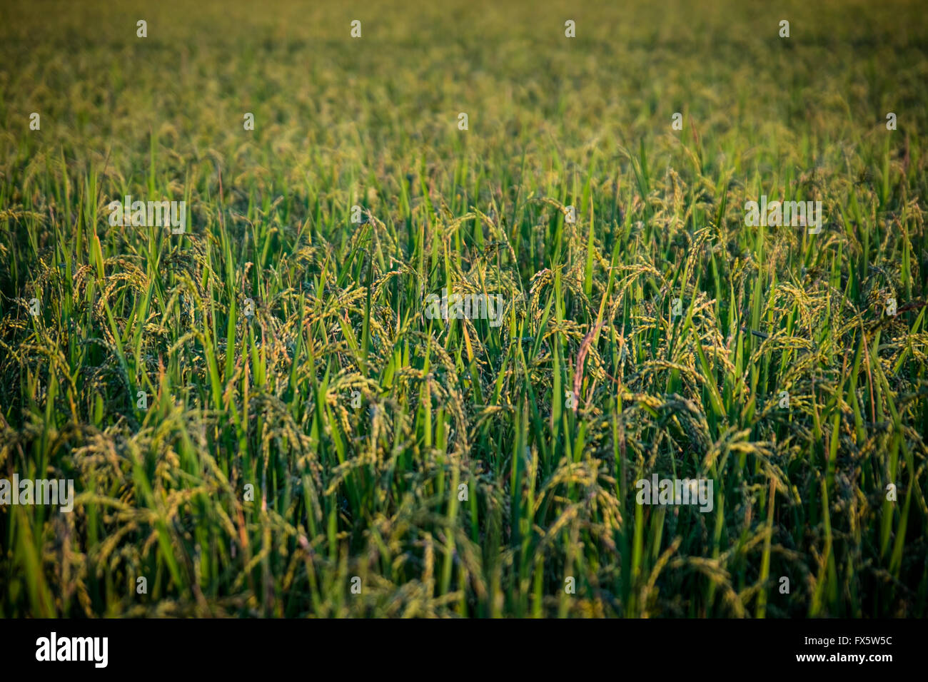 Rice growing in a paddy in Luang Namtha, Northern Laos PDR Stock Photo ...