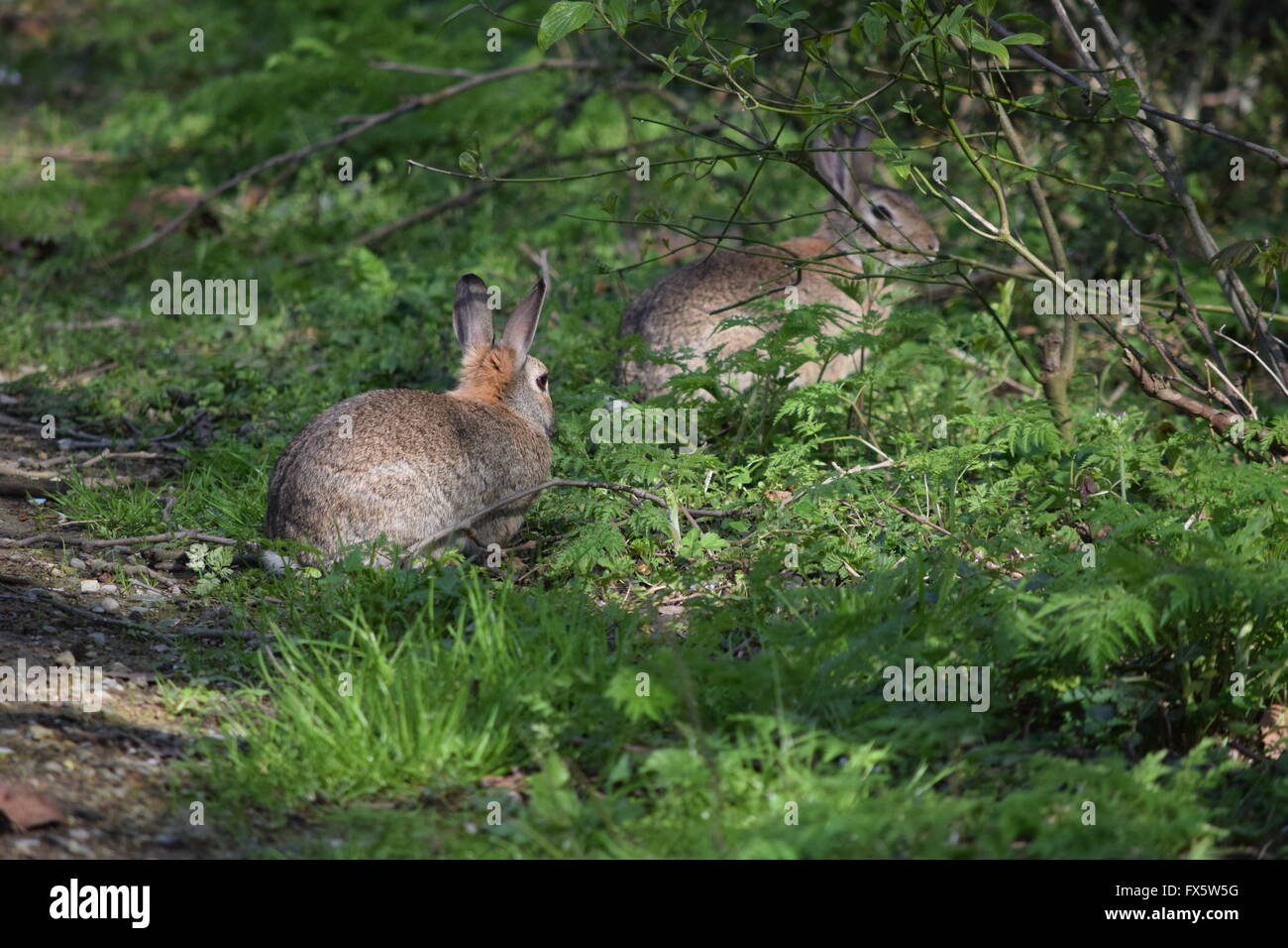 two rabbits hiding in the bushes Stock Photo - Alamy