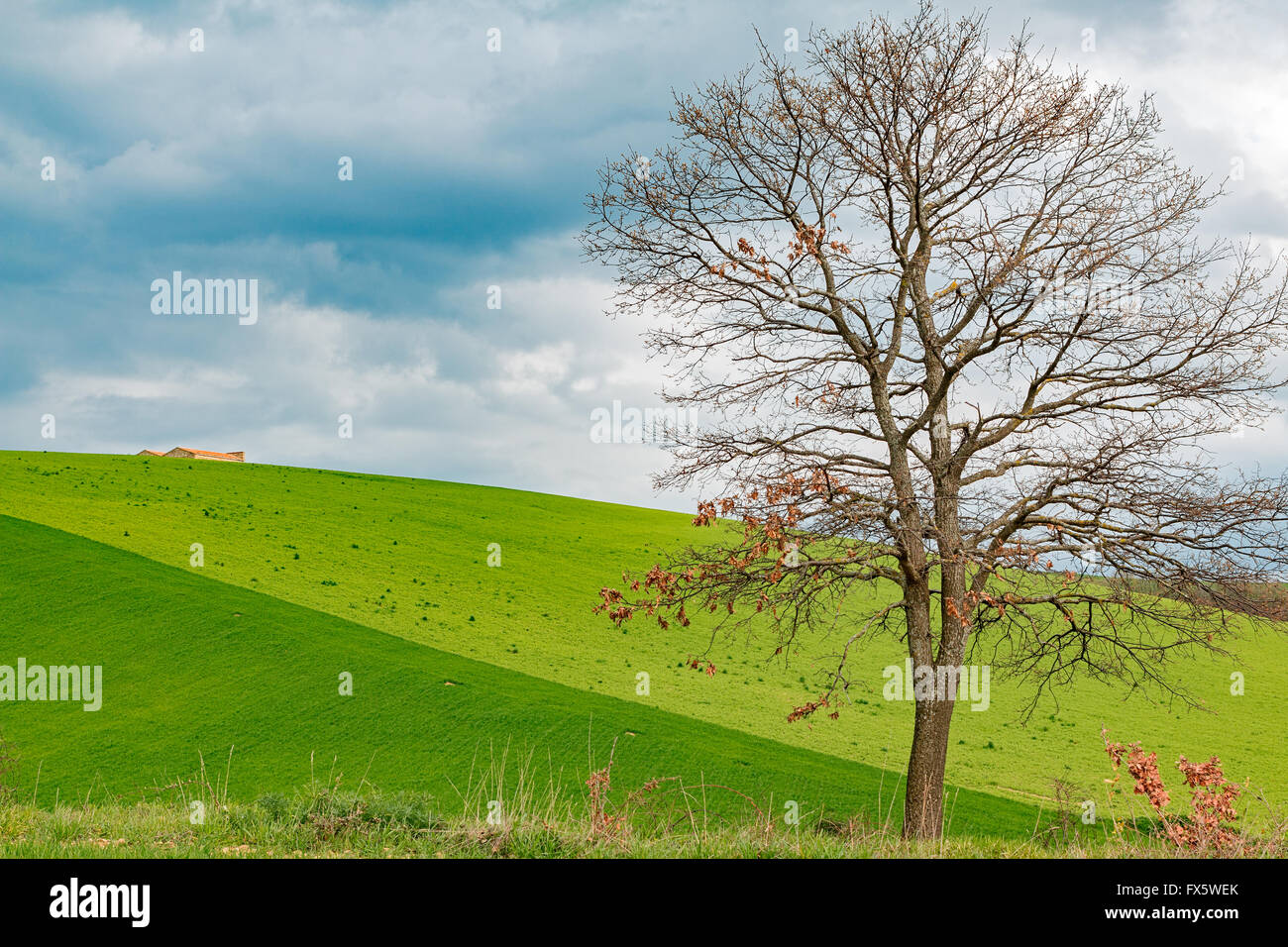 alone tree in green field Stock Photo - Alamy