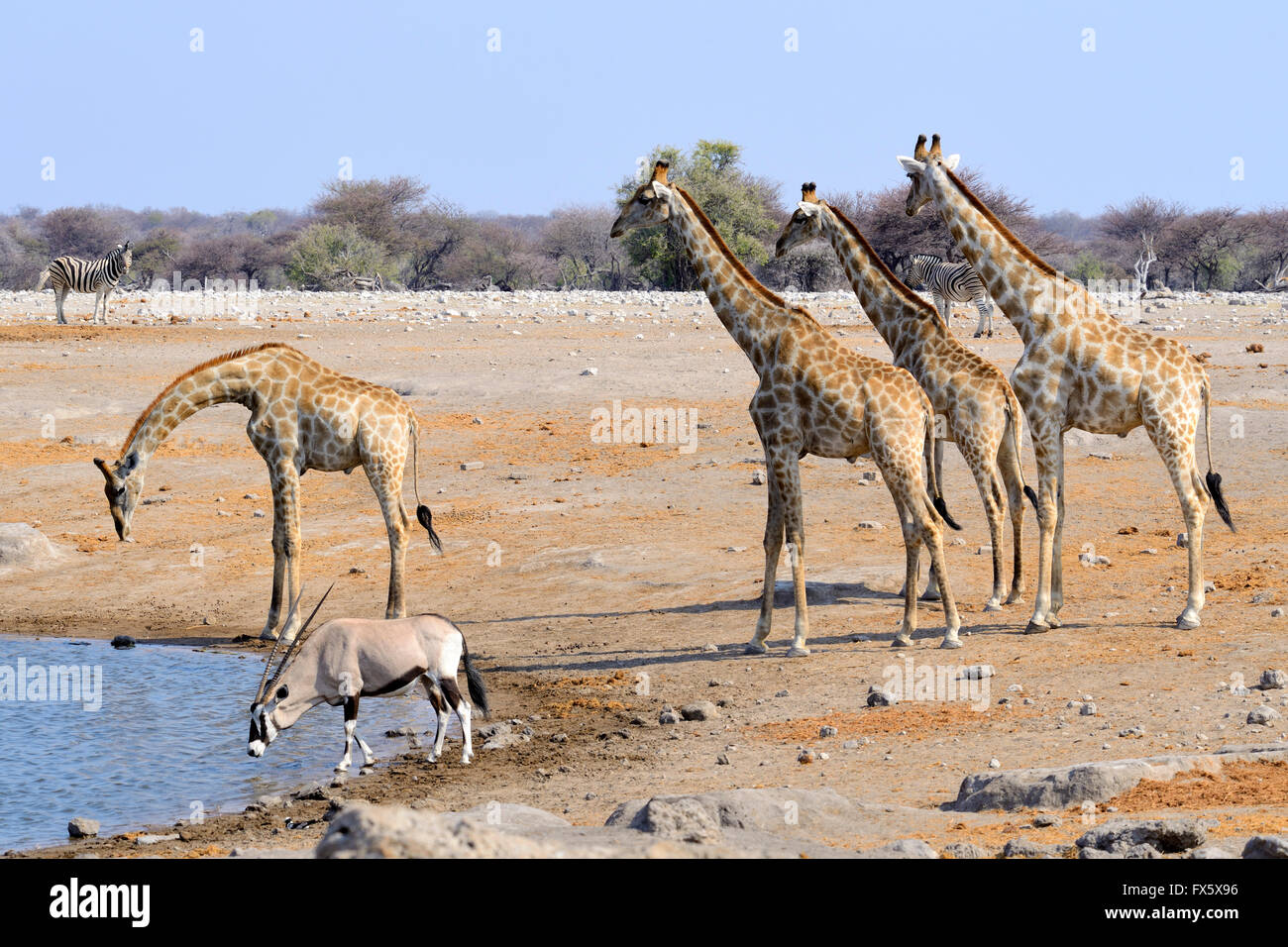 Giraffes (Giraffa camelopardalis) and gemsbok drinking at Chudop ...