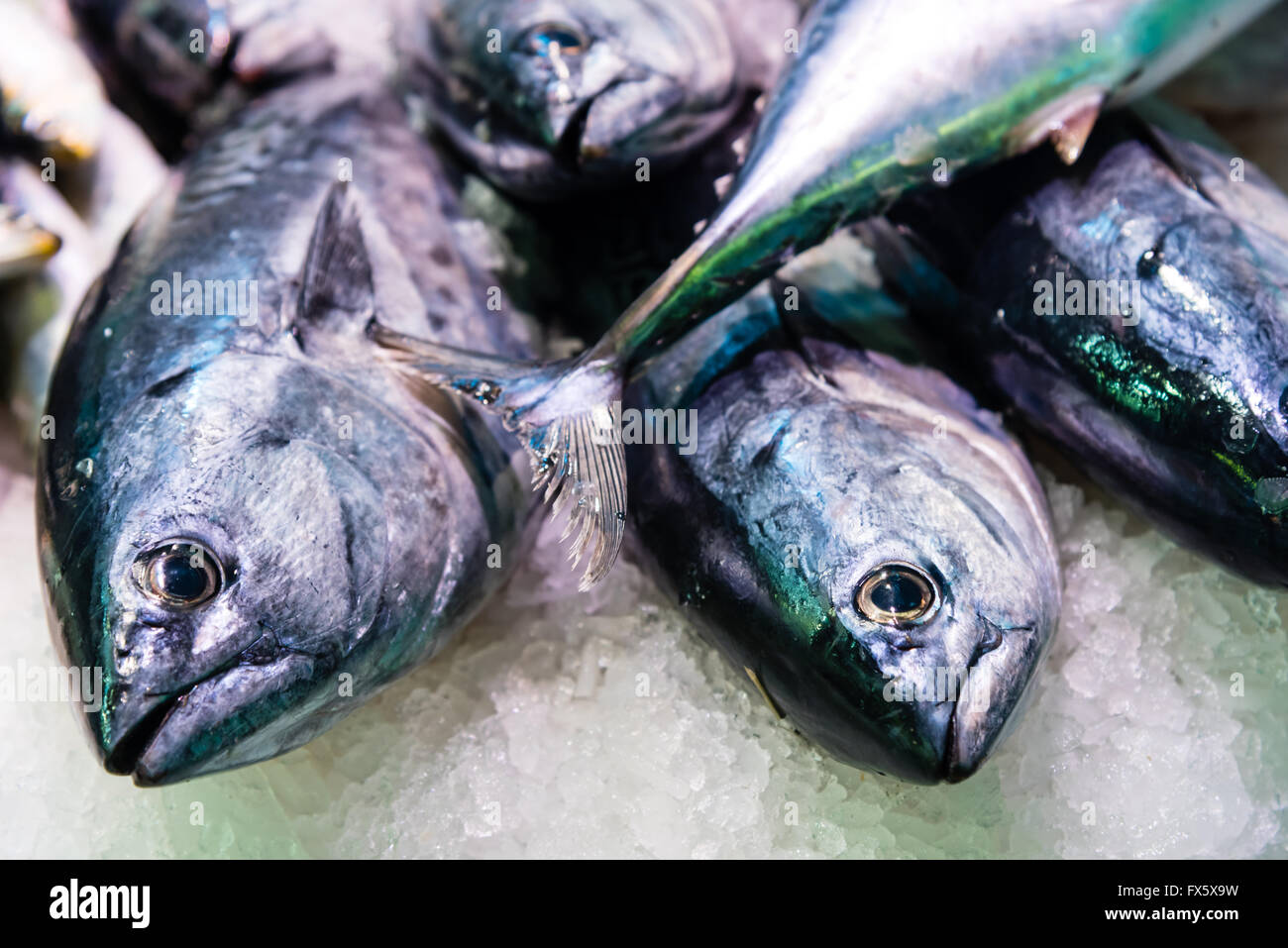 freshly caught fish on display Stock Photo - Alamy