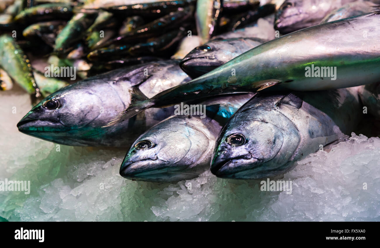 freshly caught fish on display Stock Photo - Alamy