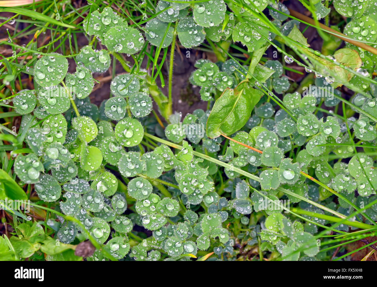 Dew drops close up after rain Stock Photo - Alamy