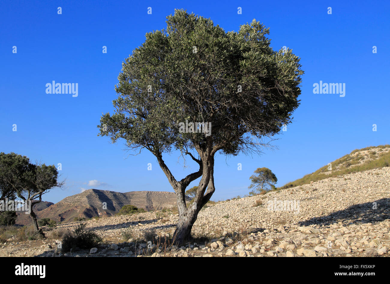 Olive tree in semi desert area near Rodalquilar, Cabo de Gata natural ...