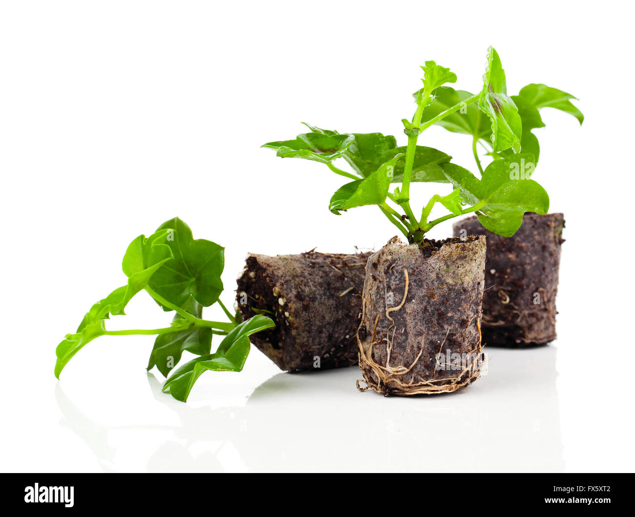 Cutting geranium hi-res stock photography and images - Alamy