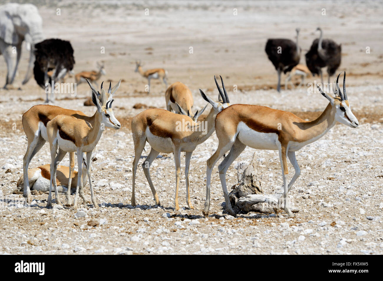 Namibian springbok hi-res stock photography and images - Alamy