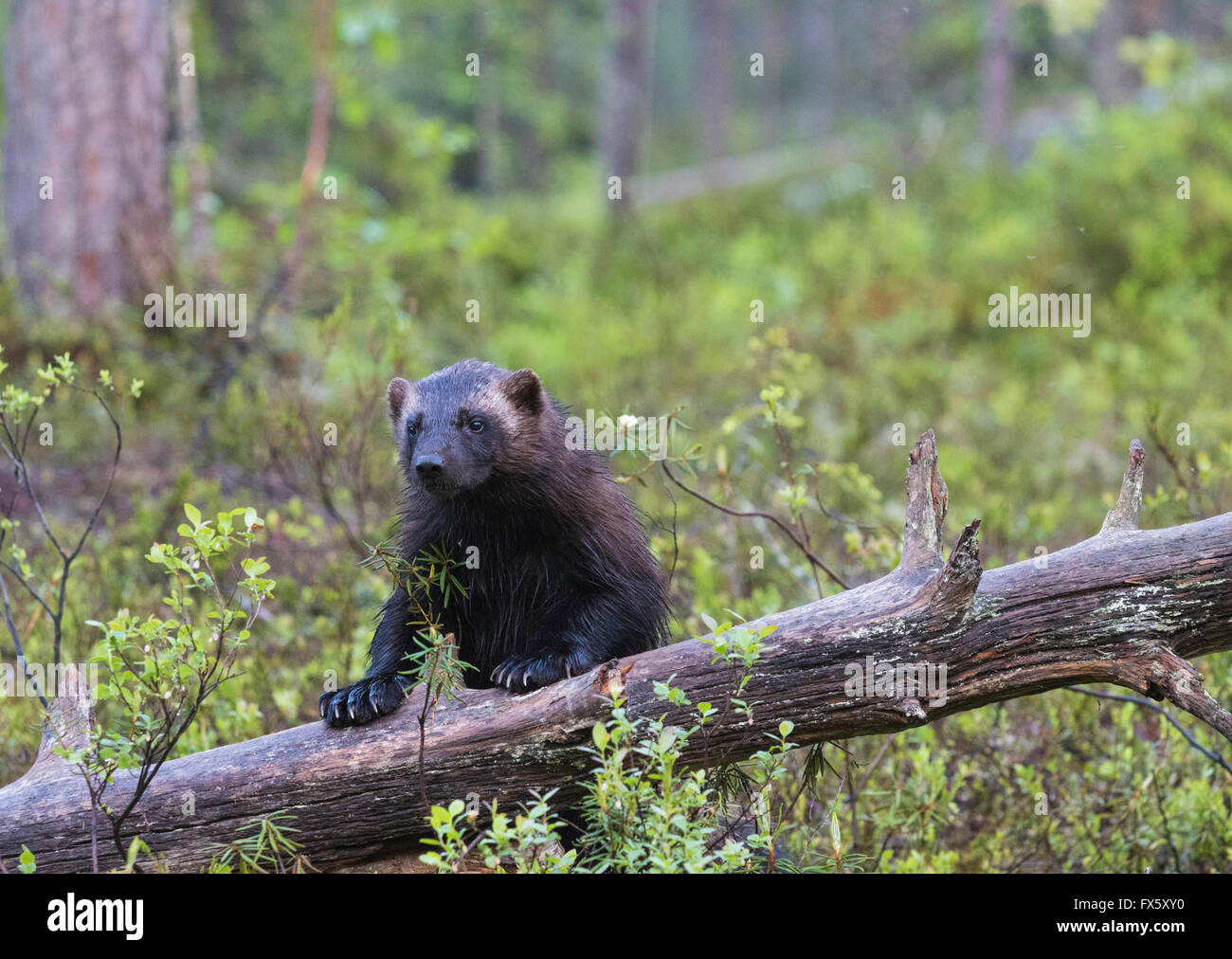 Wolverine Standing High Resolution Stock Photography and Images - Alamy