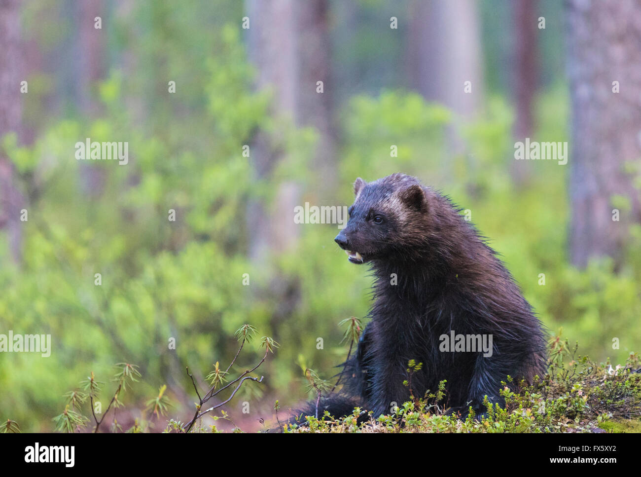 Wolverine, Gulo gulo, sitting down in the forest and showing his teeth ...