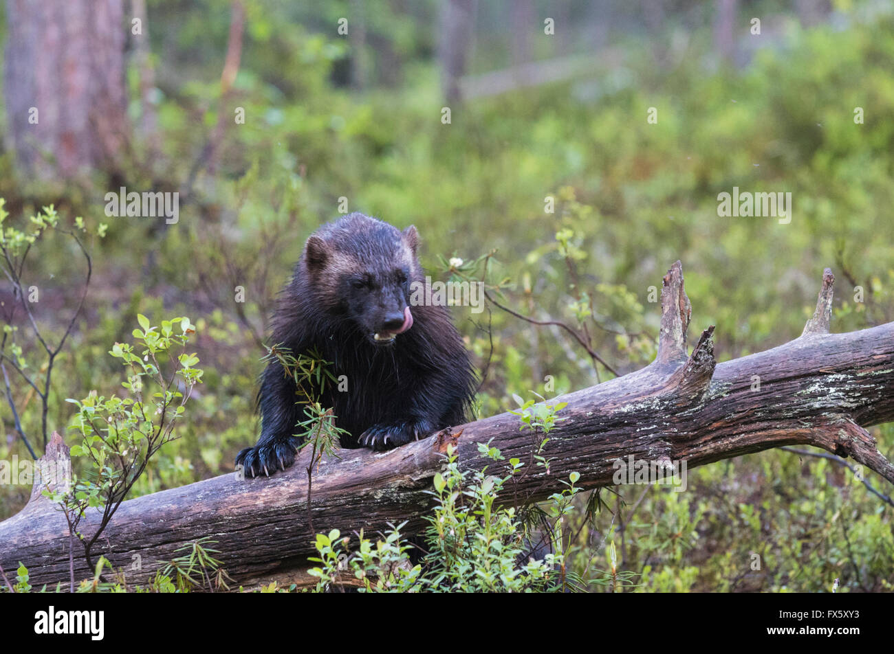 Wolverine on tree hi-res stock photography and images - Alamy