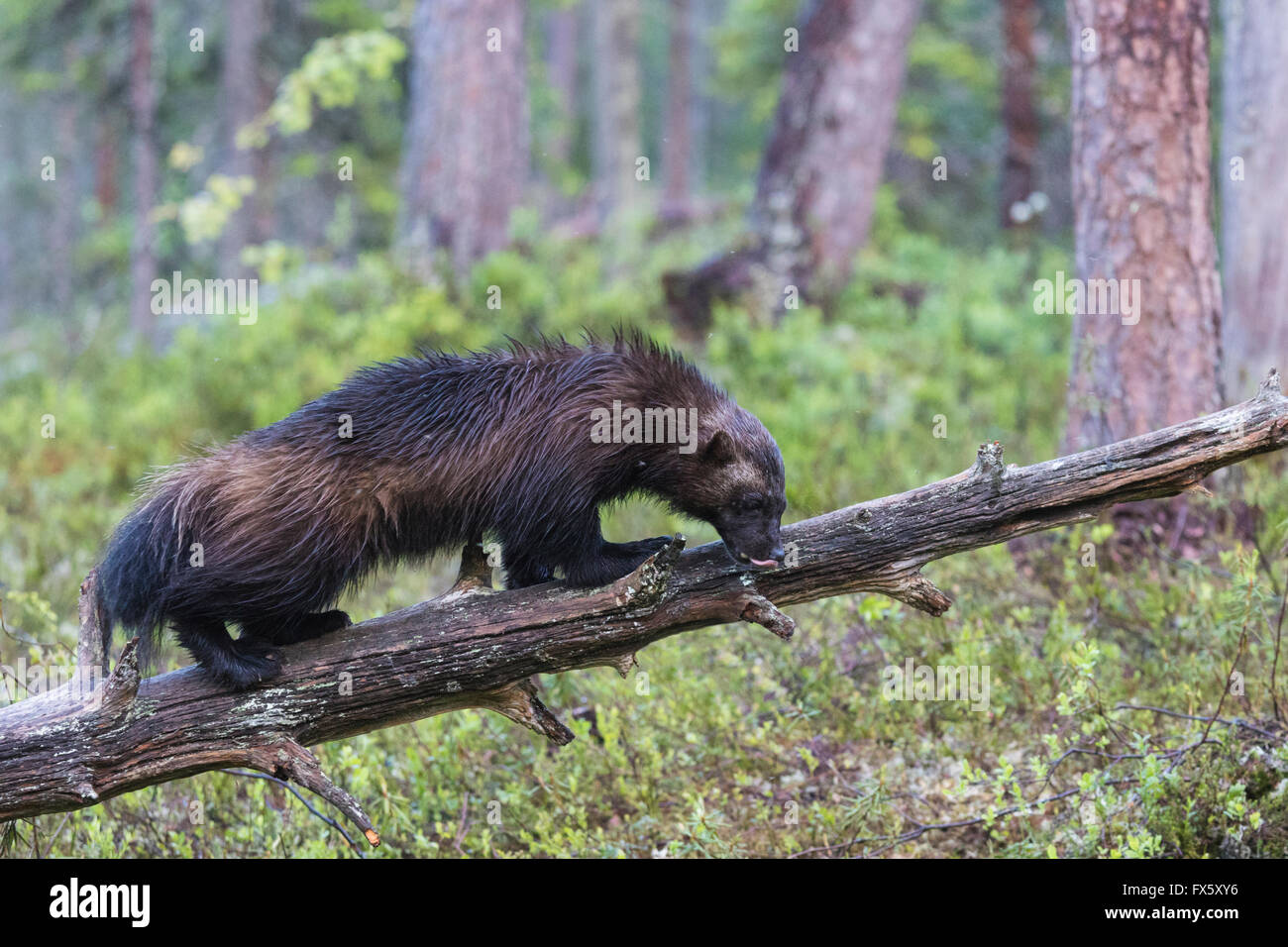 Wolverine, Gulo gulo, walking on an old tree trunk licking his nose ...