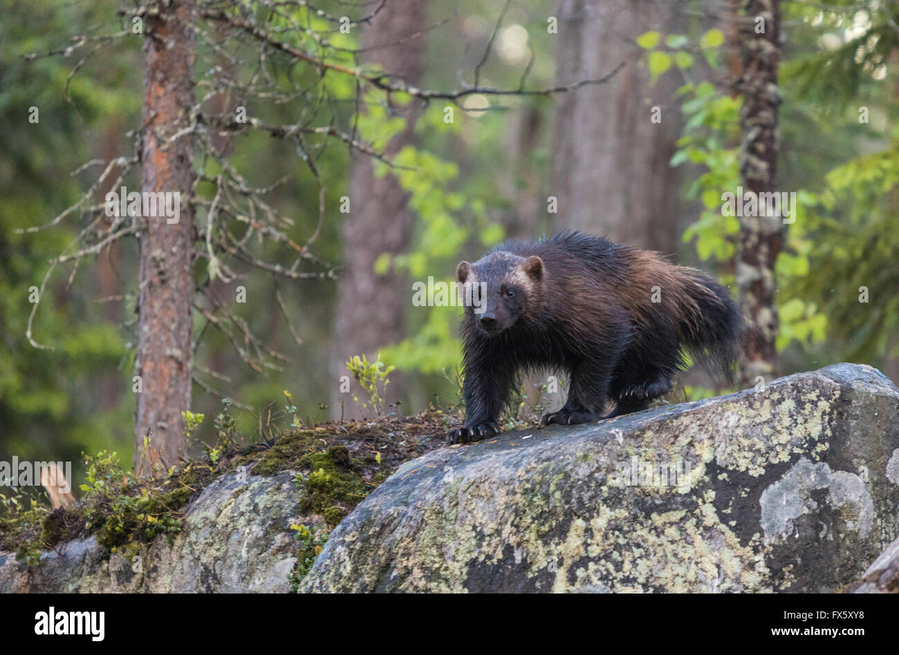 Wolverine, Gulo gulo, walking in the forest comming towards camera ...
