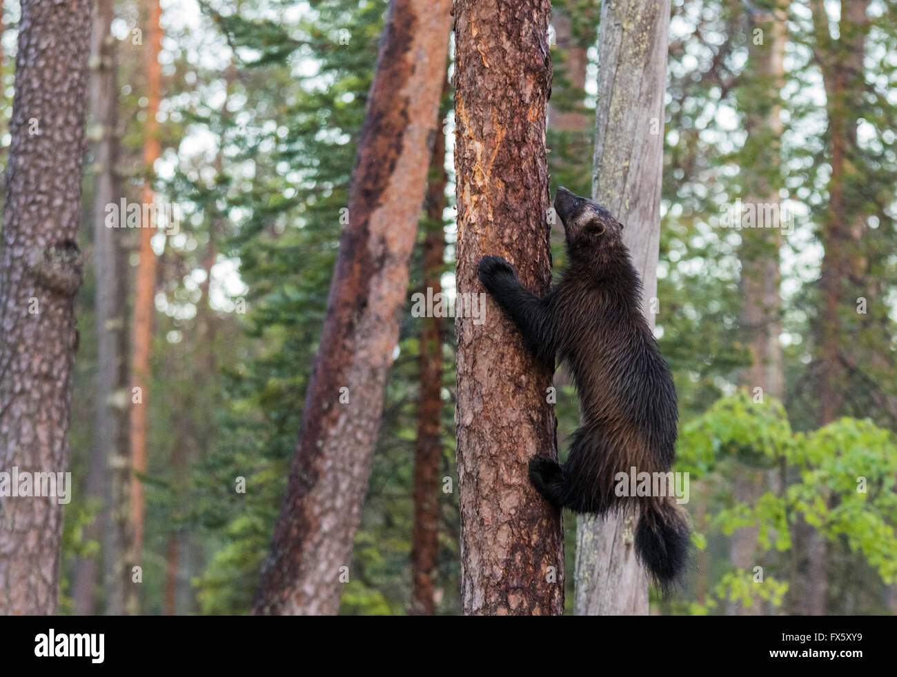 Wolverine hi-res stock photography and images - Alamy