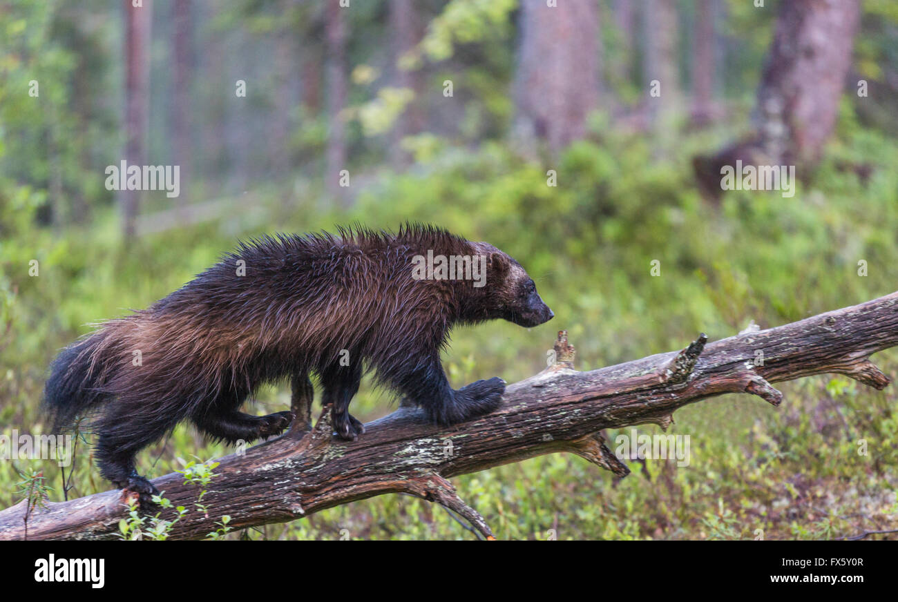 Wolverine on tree hi-res stock photography and images - Alamy