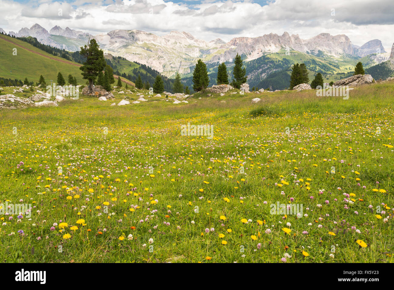Meadow in Val Gardena, Selva, italy, with mountains in the background ...