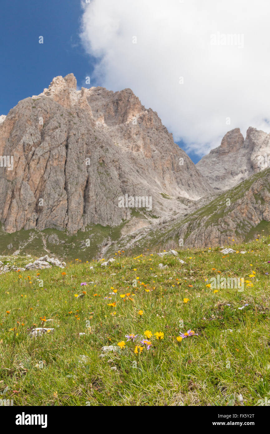 Meadow in Val Gardena, Selva, italy, with mountains in the background ...