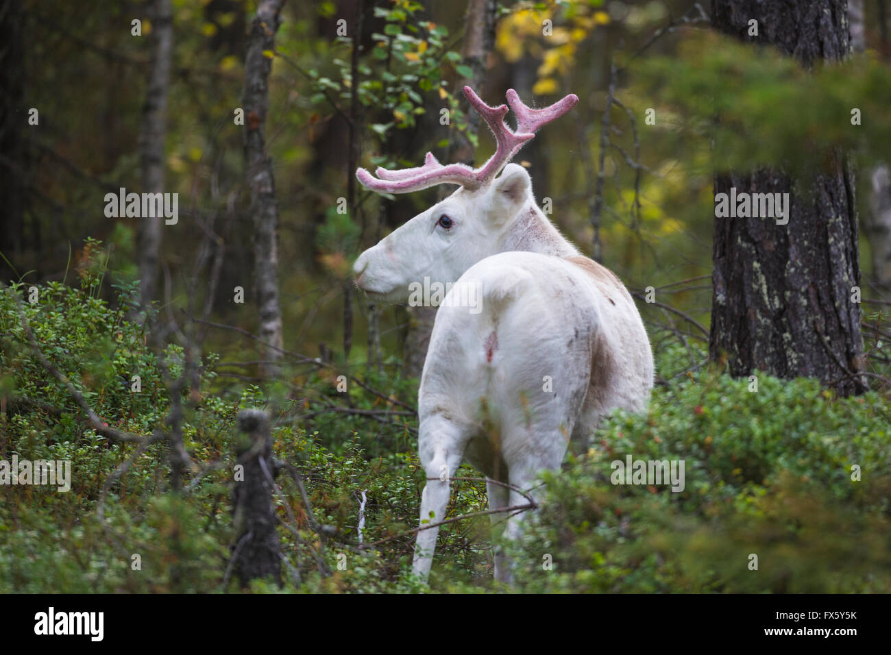 White Reindeer in forest, turning head backwards towards camera, autumn ...