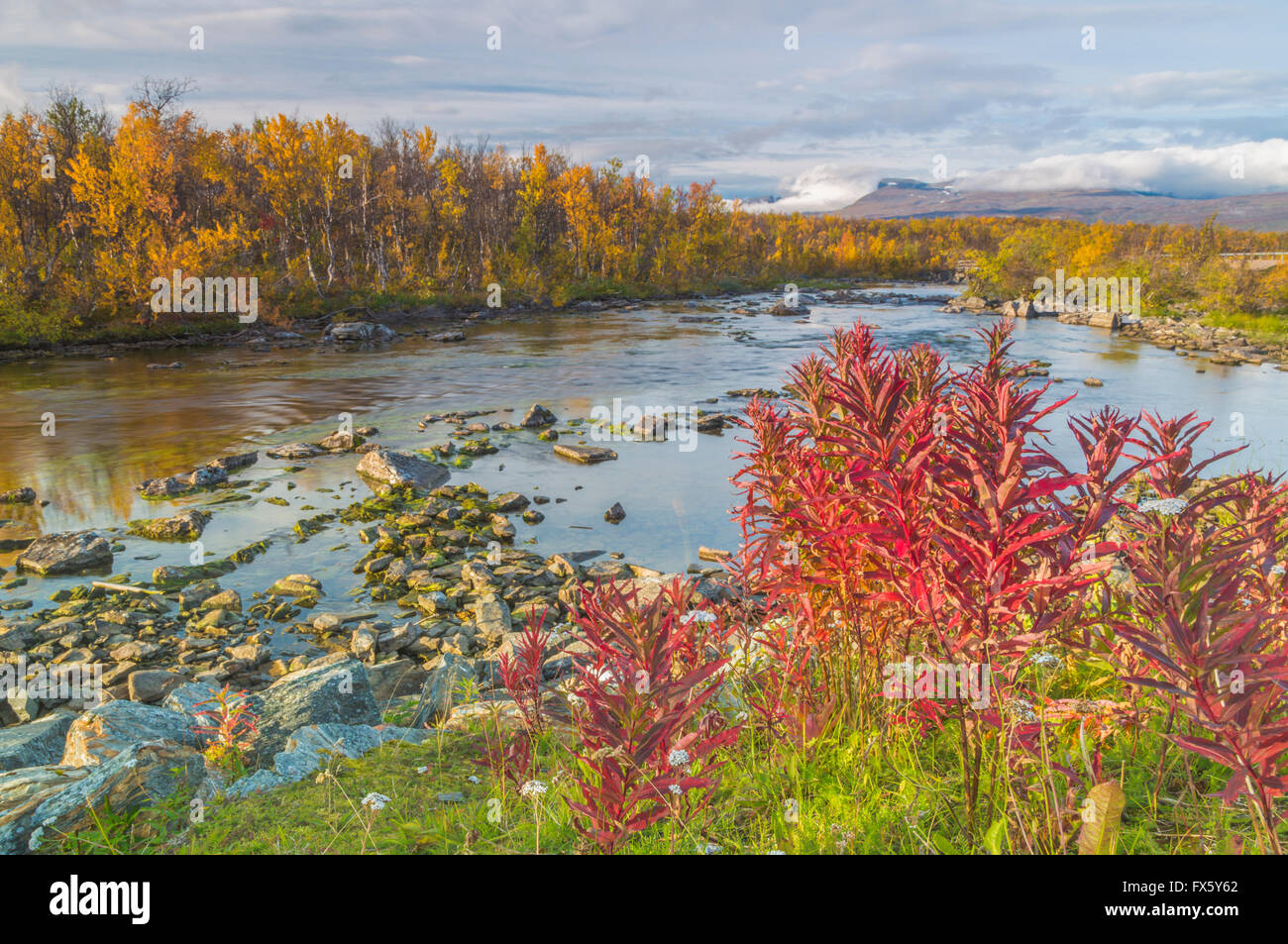 Fireweed in red autumn colors at a creek with birch trees in autumn ...