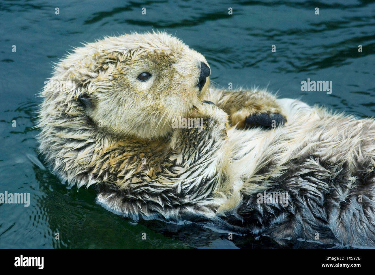 Sea Otter, swimming on back, Pacific Coast - Captive Stock Photo - Alamy