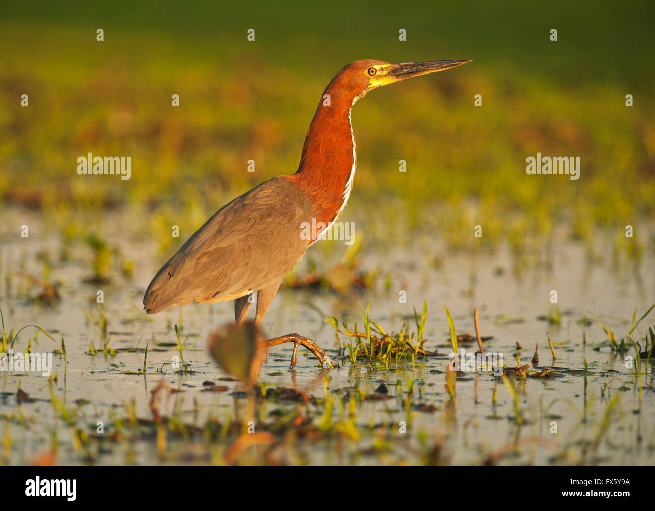 Rufescent Tiger Heron (Tigrisoma lineatum) Pantanal, Brazil Stock Photo ...