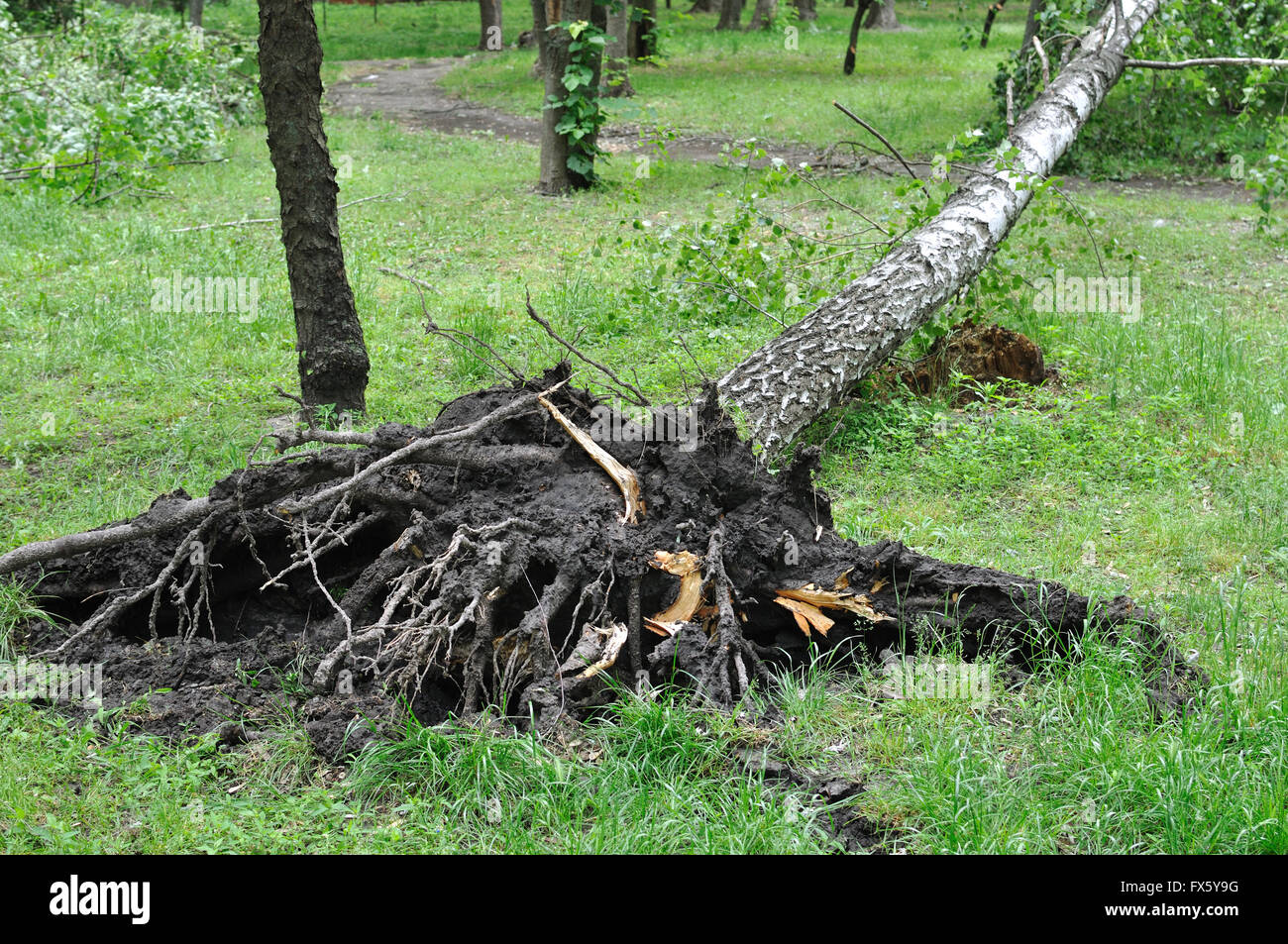 fallen tree after windy storm Stock Photo - Alamy