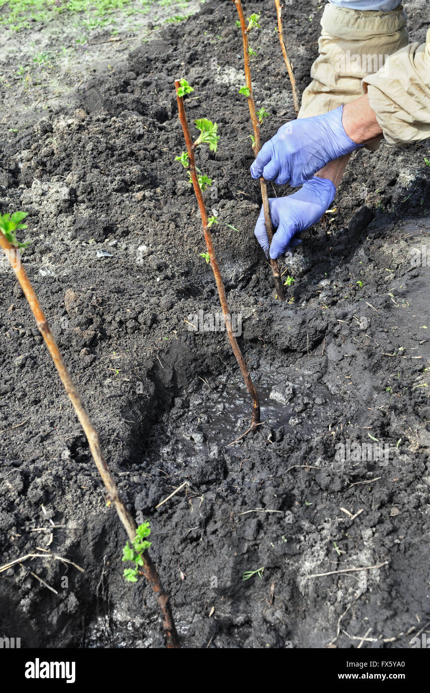 Raspberry seedling hi-res stock photography and images - Alamy