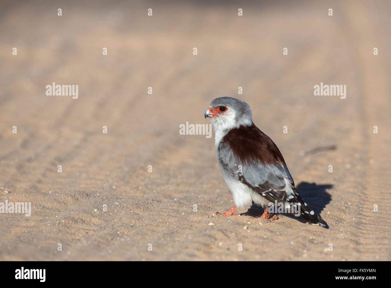 Pygmy falcon (Polihierax semitorquatus) female, Kgalagadi Transfrontier ...