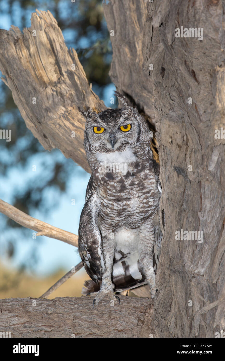 Bubo africanus owl hi-res stock photography and images - Alamy