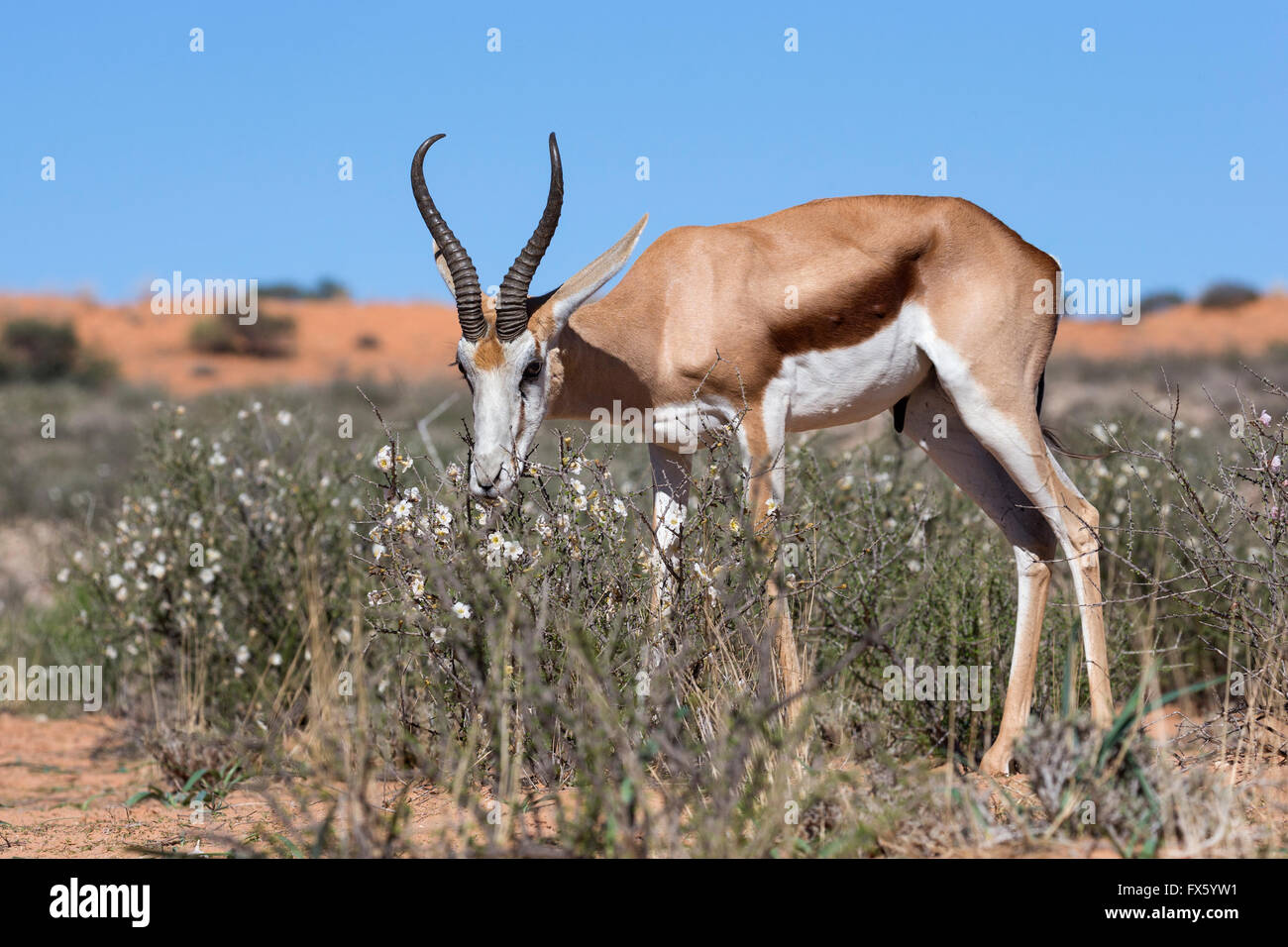 Rhigozum trichotomum High Resolution Stock Photography and Images - Alamy