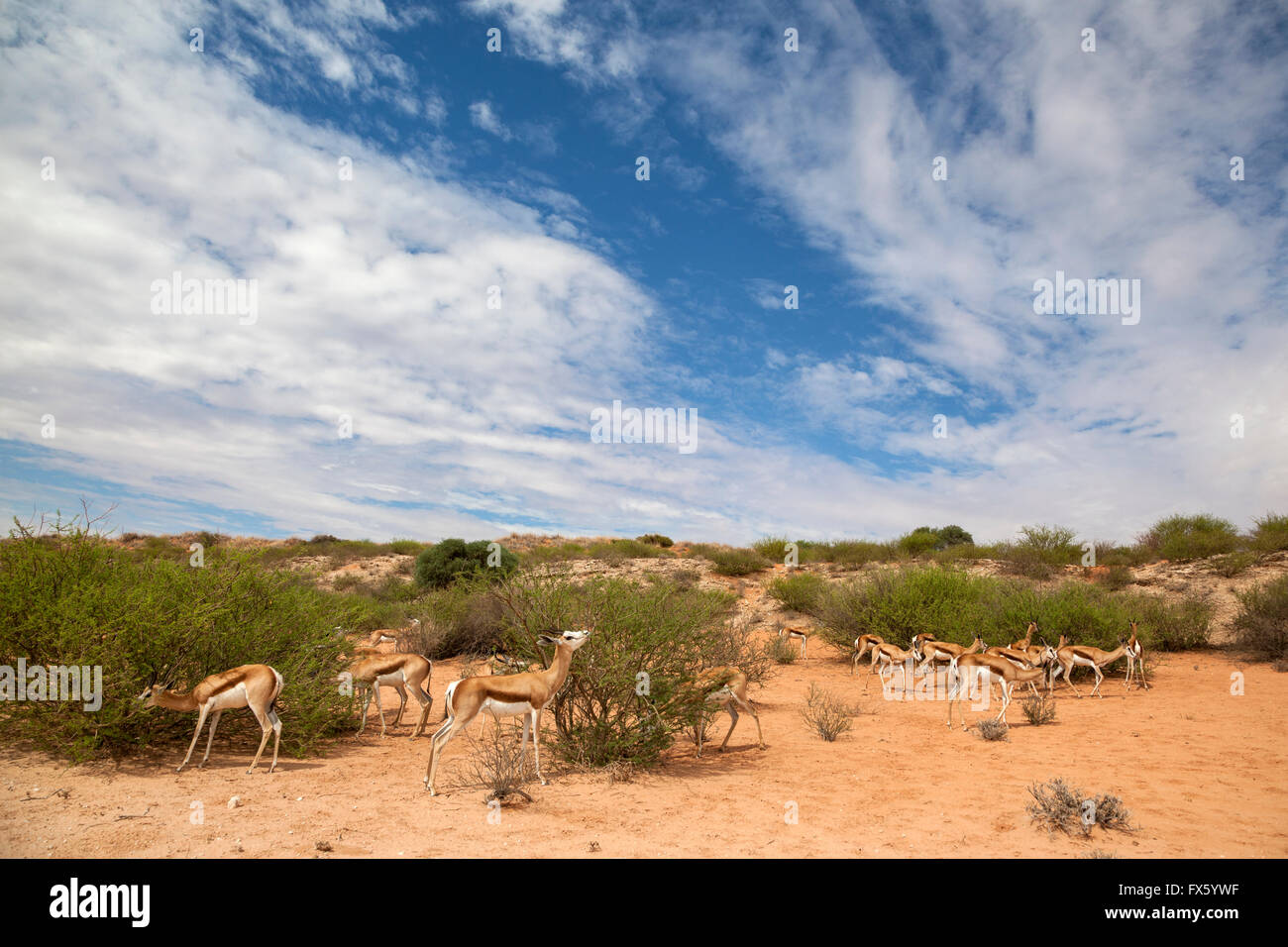 Springbok (Antidorcas marsupialis) eating new green leaves in summer ...