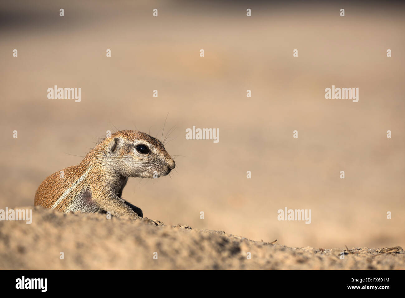 Young ground squirrel (Xerus inauris), Kgalagadi Transfrontier Park ...