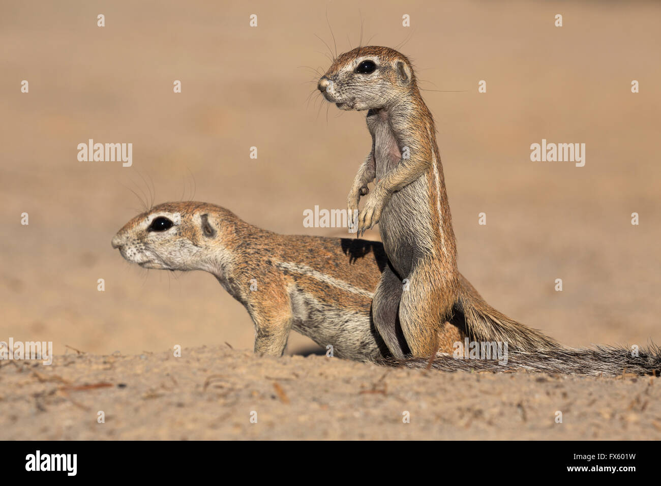 Ground squirrels (Xerus inauris), Kgalagadi Transfrontier Park ...