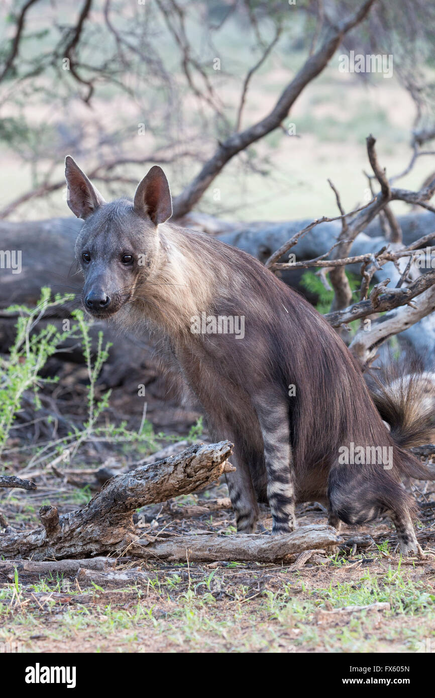 Brown hyena parahyaena brunnea hi-res stock photography and images - Alamy