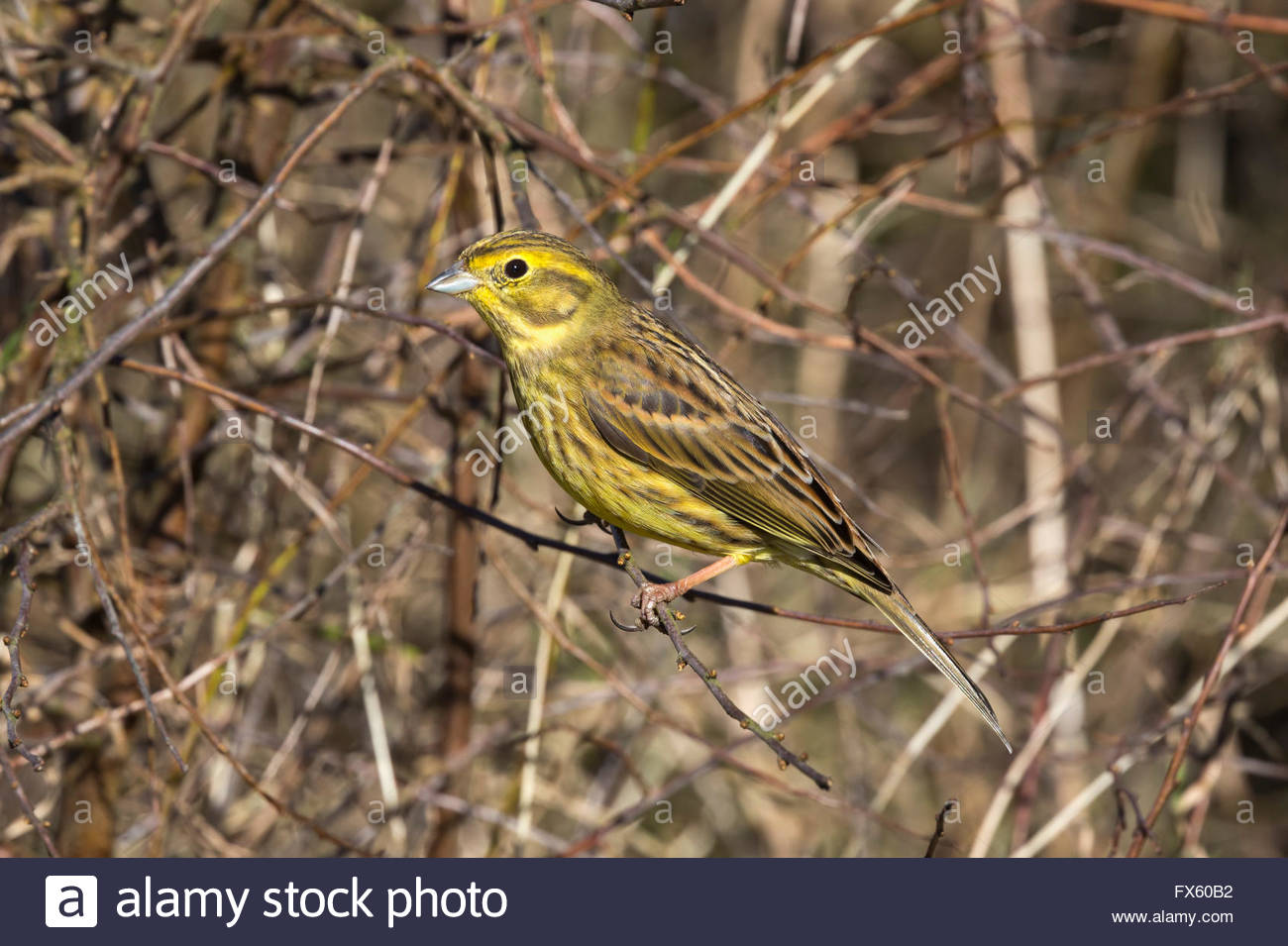 Yellowhammer Female High Resolution Stock Photography and Images - Alamy