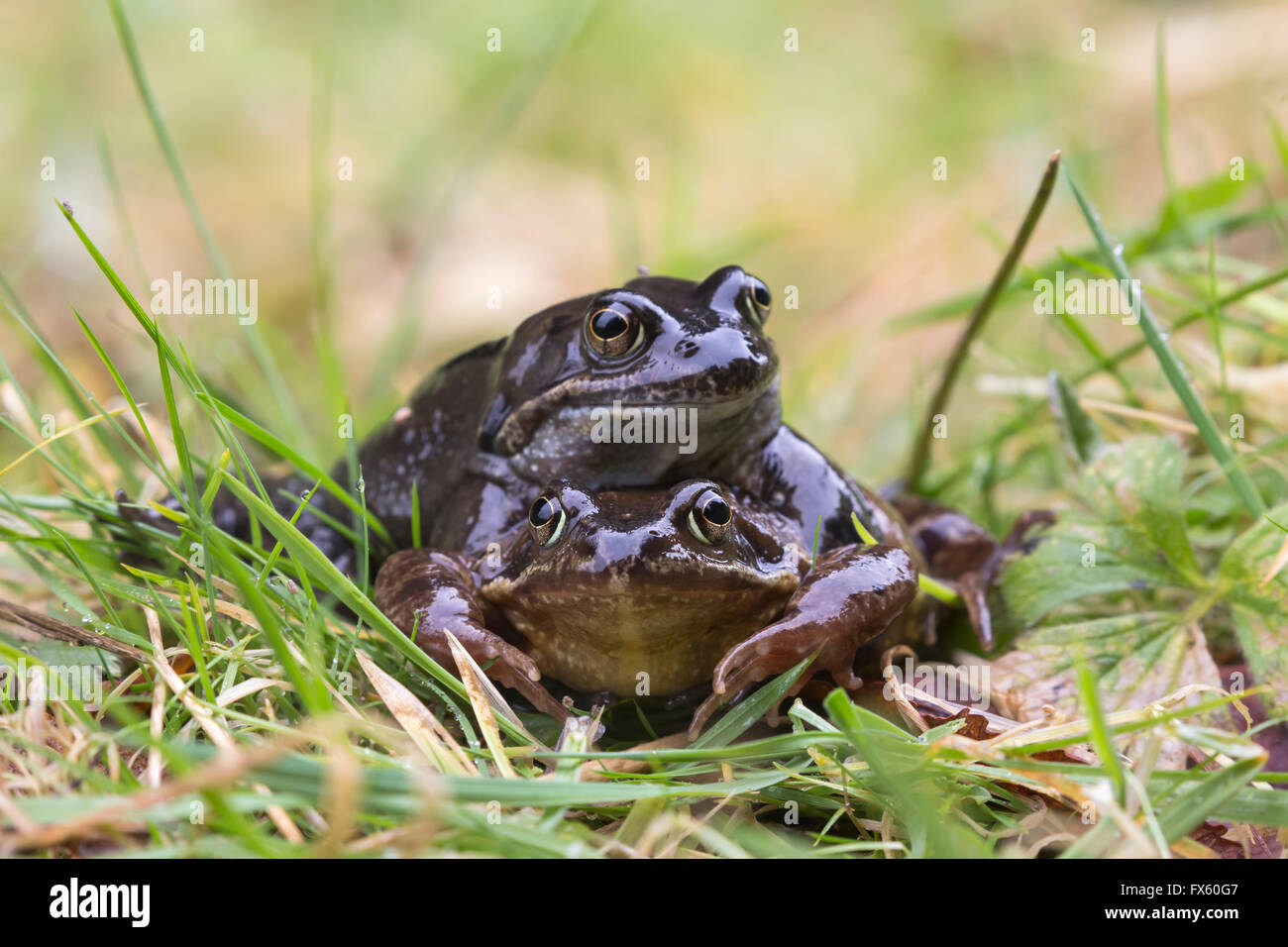 Frog Mating High Resolution Stock Photography and Images - Alamy