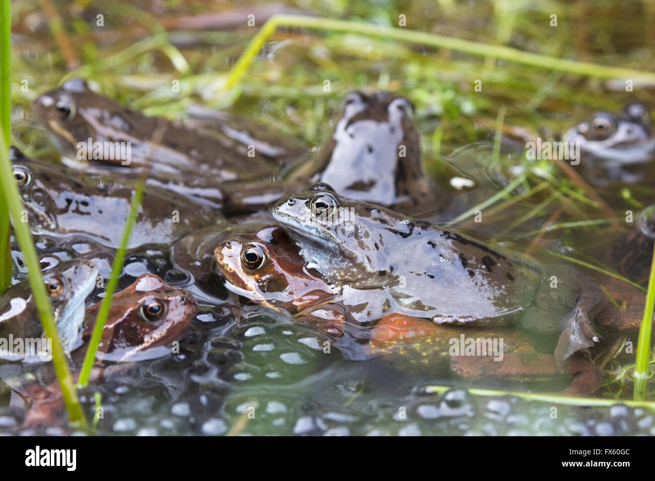 Mating Frogs Stock Photos & Mating Frogs Stock Images - Alamy
