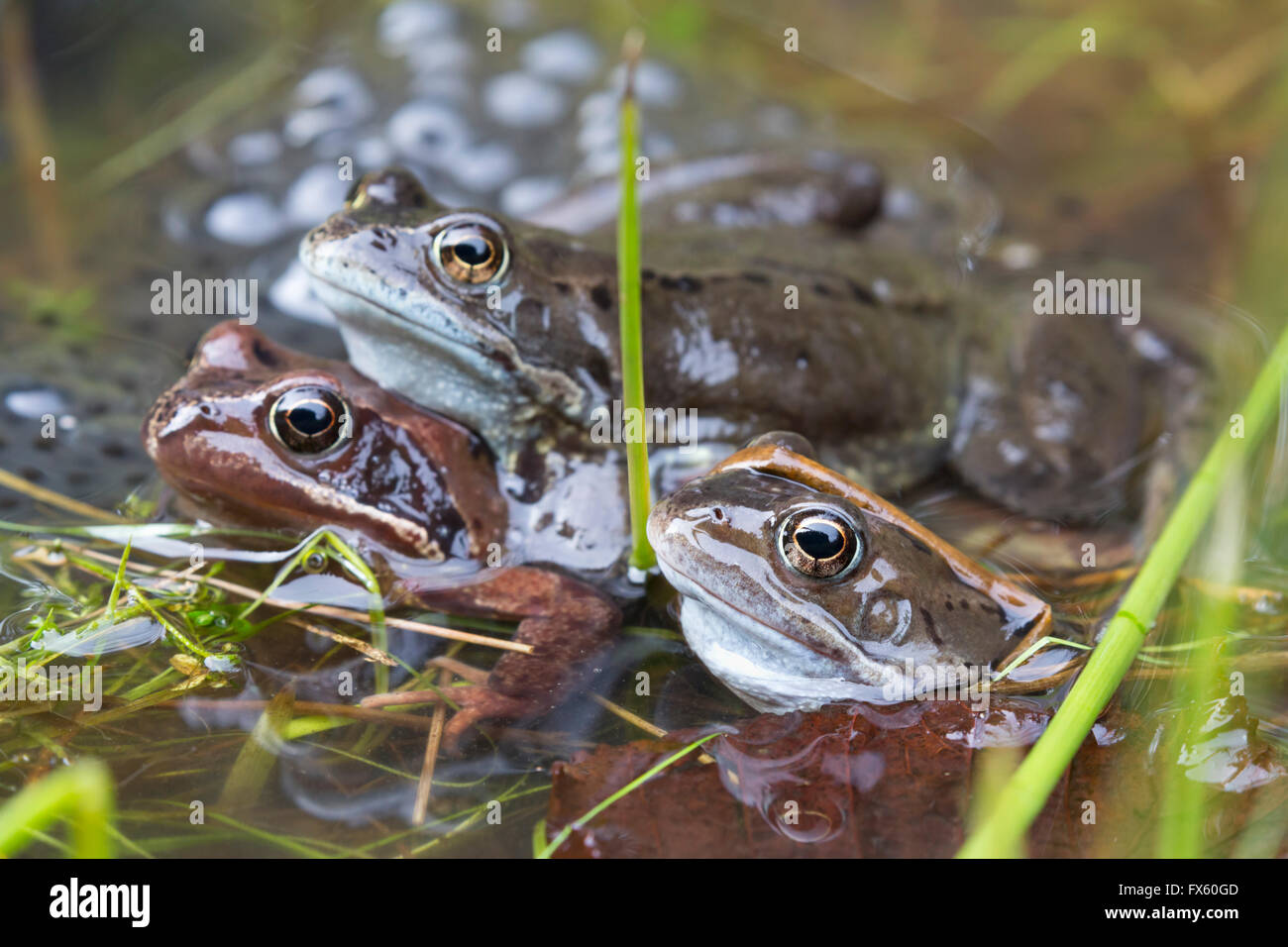 Frogspawn Stock Photos & Frogspawn Stock Images - Alamy